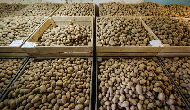 Potato Cold Storage Conditions - Industrial Cold Room & Equipments ...