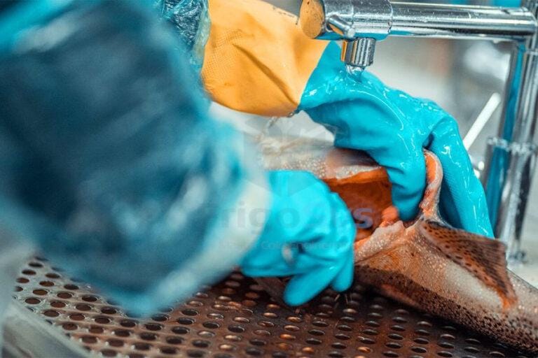 Fish Cold Storage - Industrial Cold Room & Equipments - Frigo System