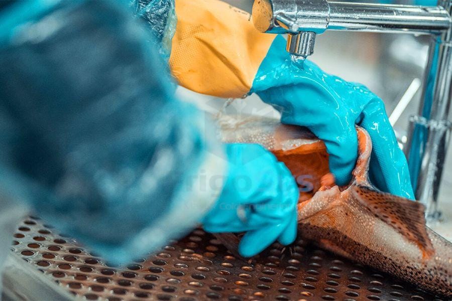 Fish Cold Storage - Industrial Cold Room & Equipments - Frigo System